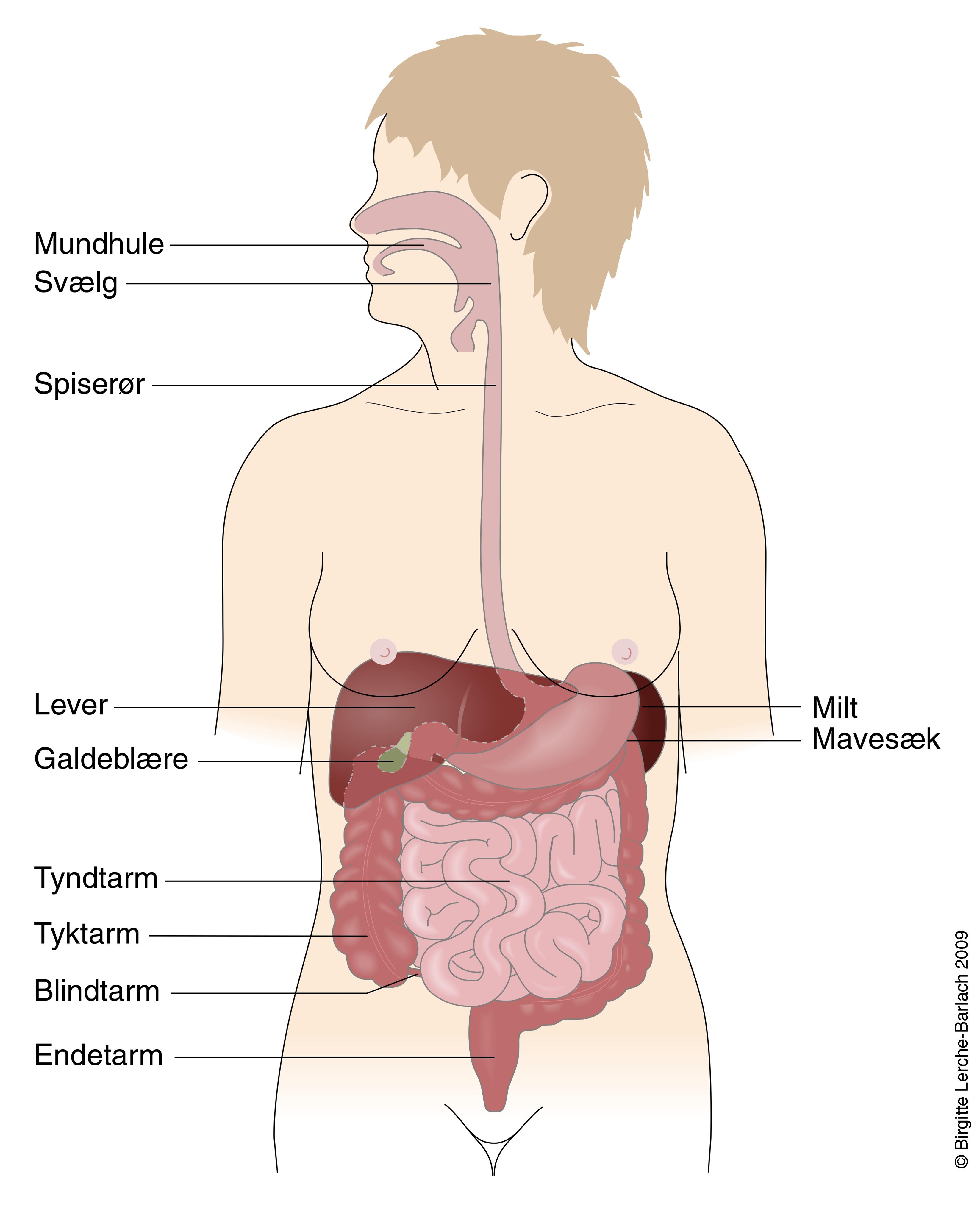 Blindtarmsbetændelse, laparoskopi - Patienthåndbogen på sundhed.dk