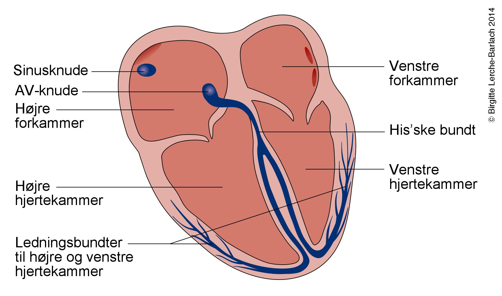 Pacemakerbehandling - Patienthåndbogen på sundhed.dk
