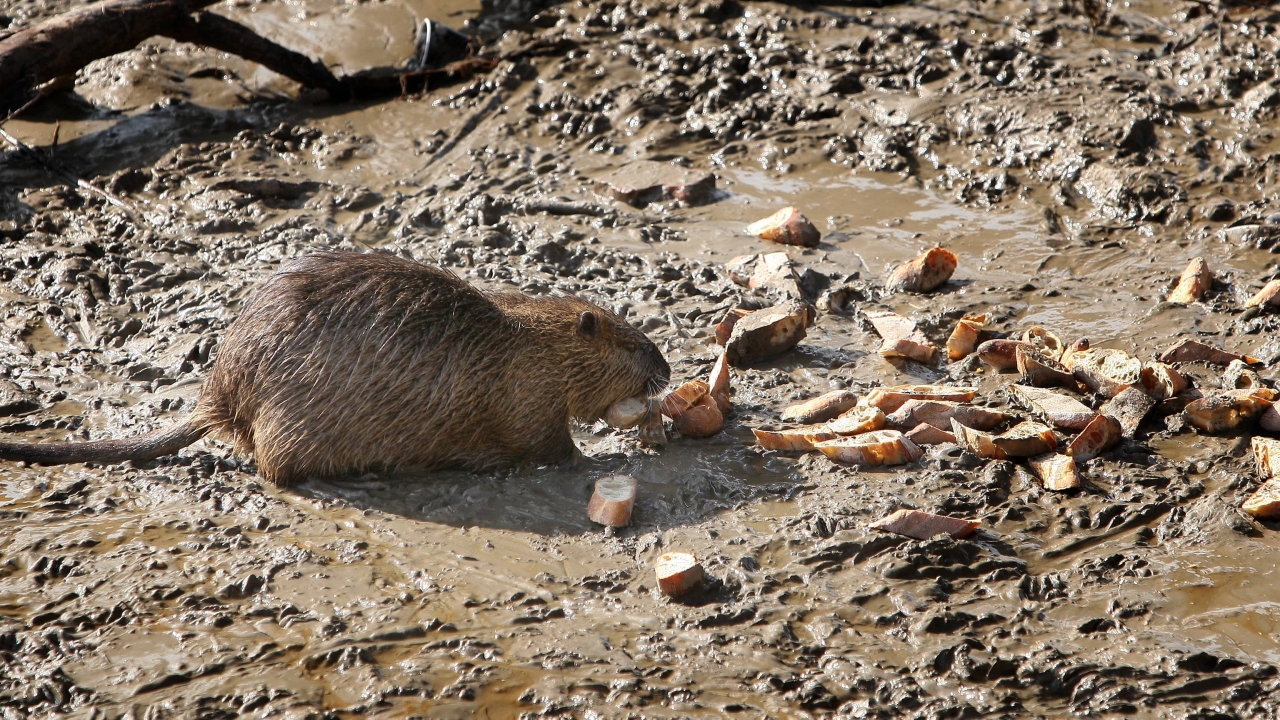 Rottebidfeber - Patienthåndbogen på sundhed.dk