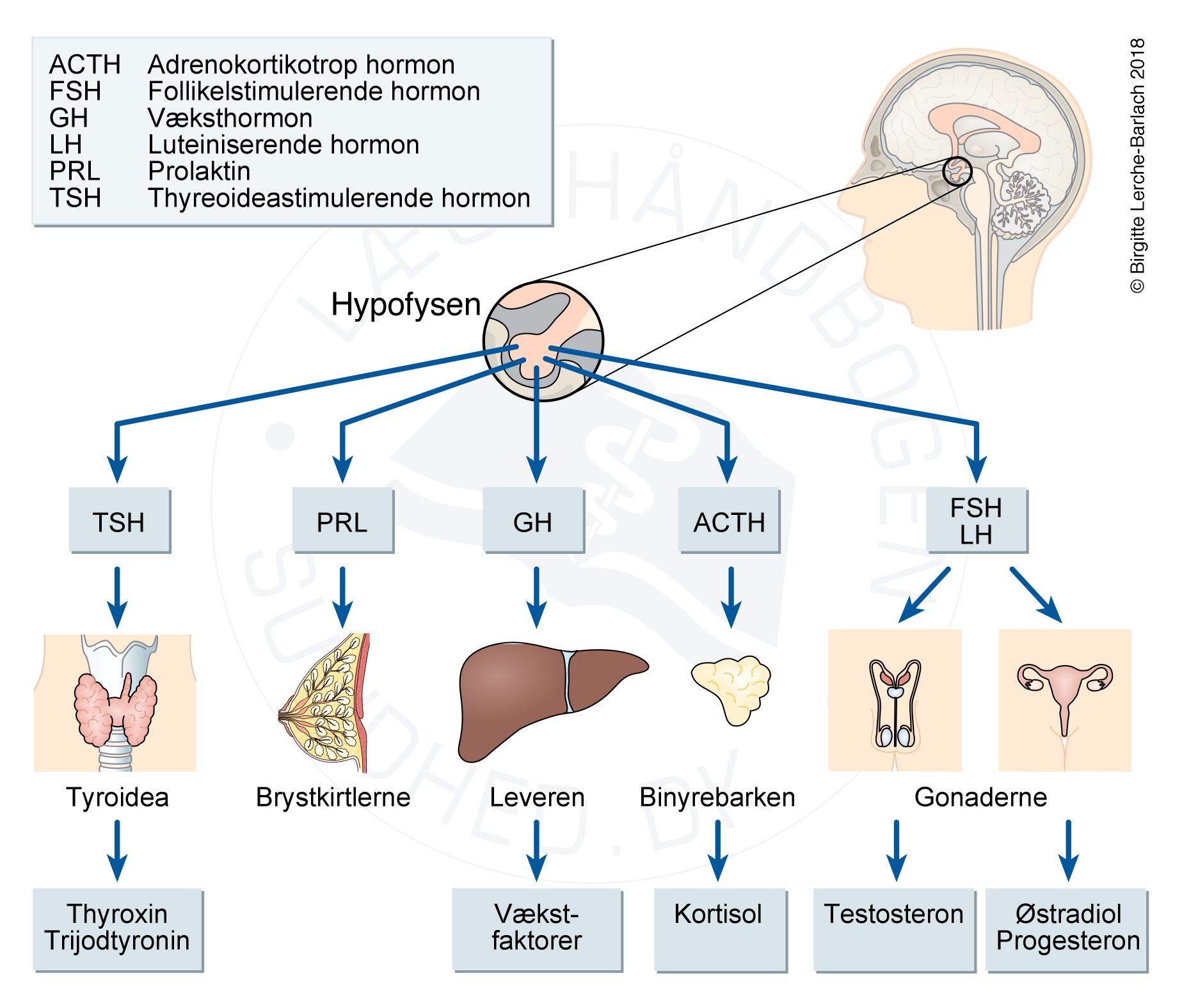 Hypofyse - normal - Patienthåndbogen på sundhed.dk