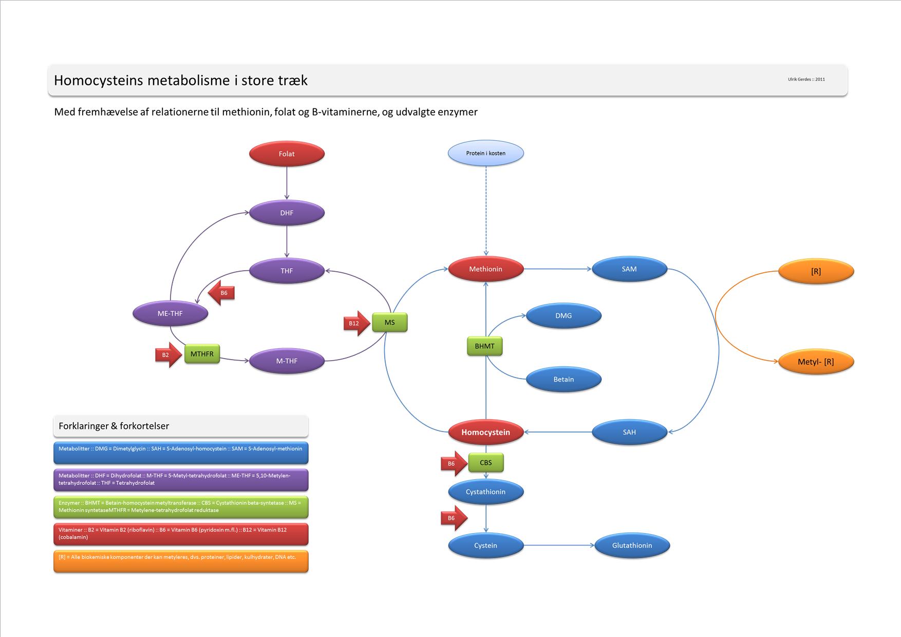 Homocystein - Lægehåndbogen på sundhed.dk