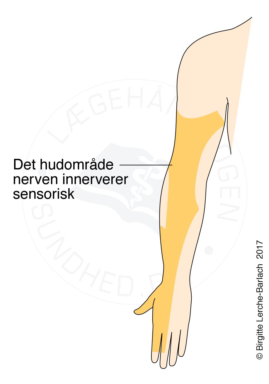 N. radialis - Patienthåndbogen på sundhed.dk