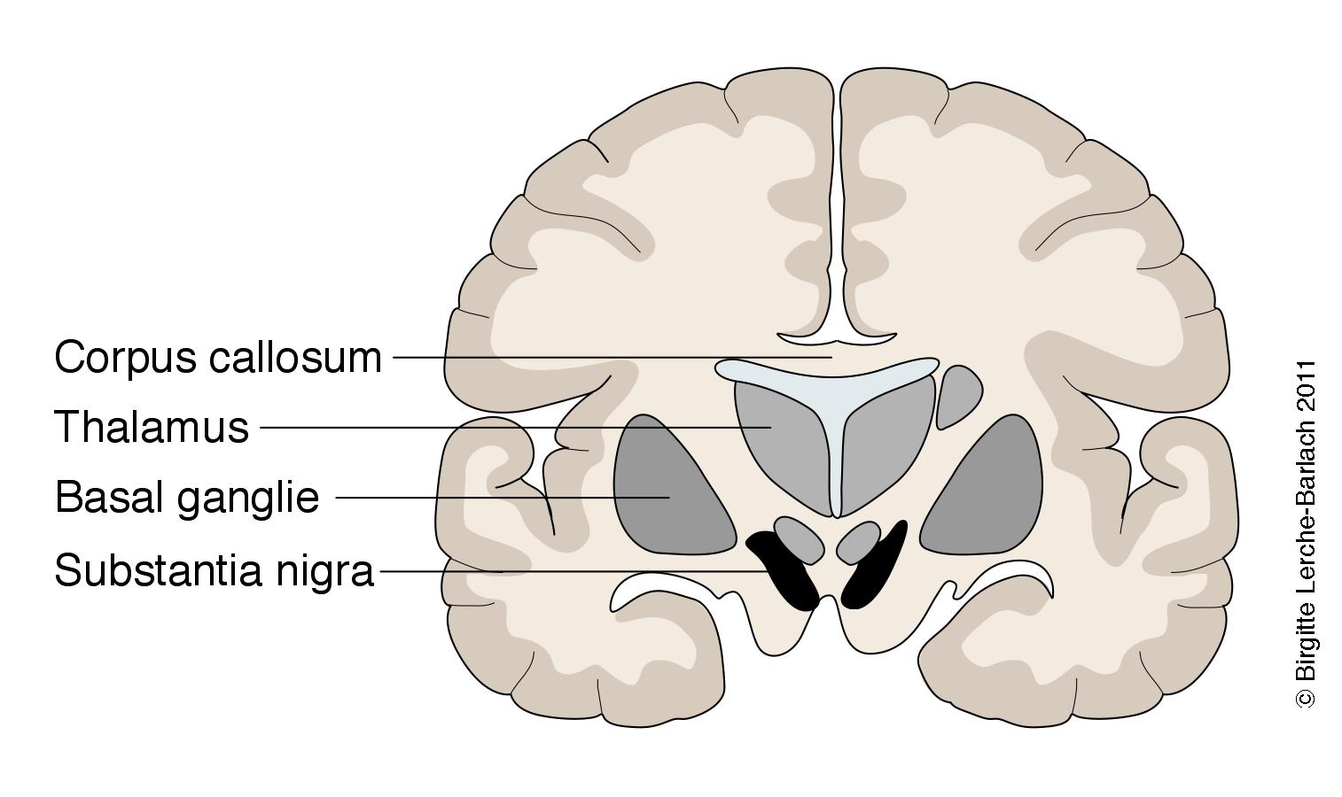 Substantia nigra - Patienthåndbogen på sundhed.dk