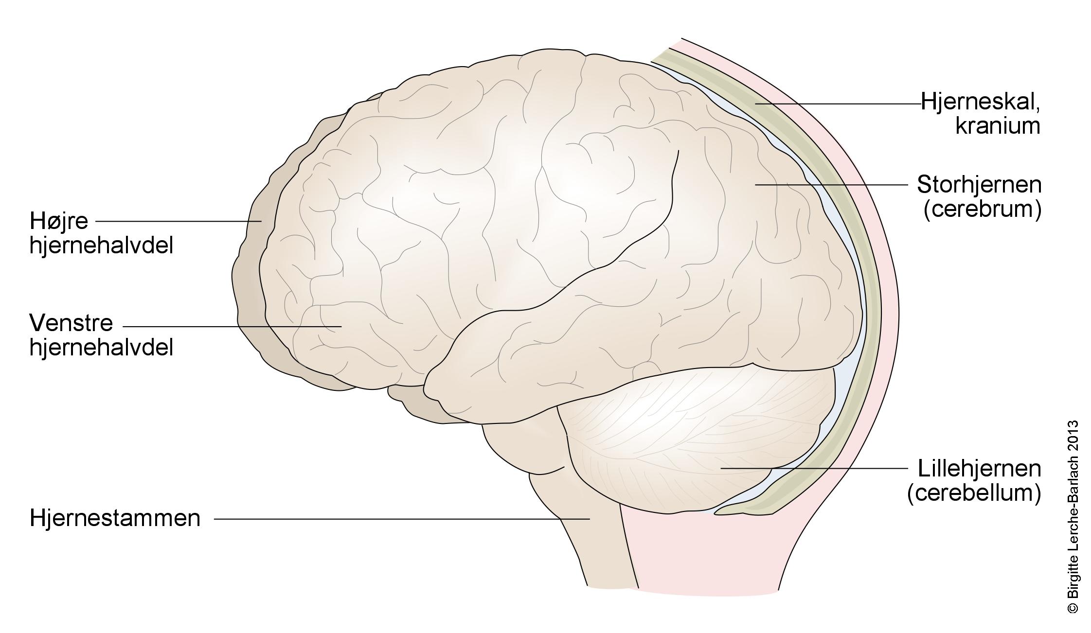 Hjerne, normal - Patienthåndbogen på sundhed.dk