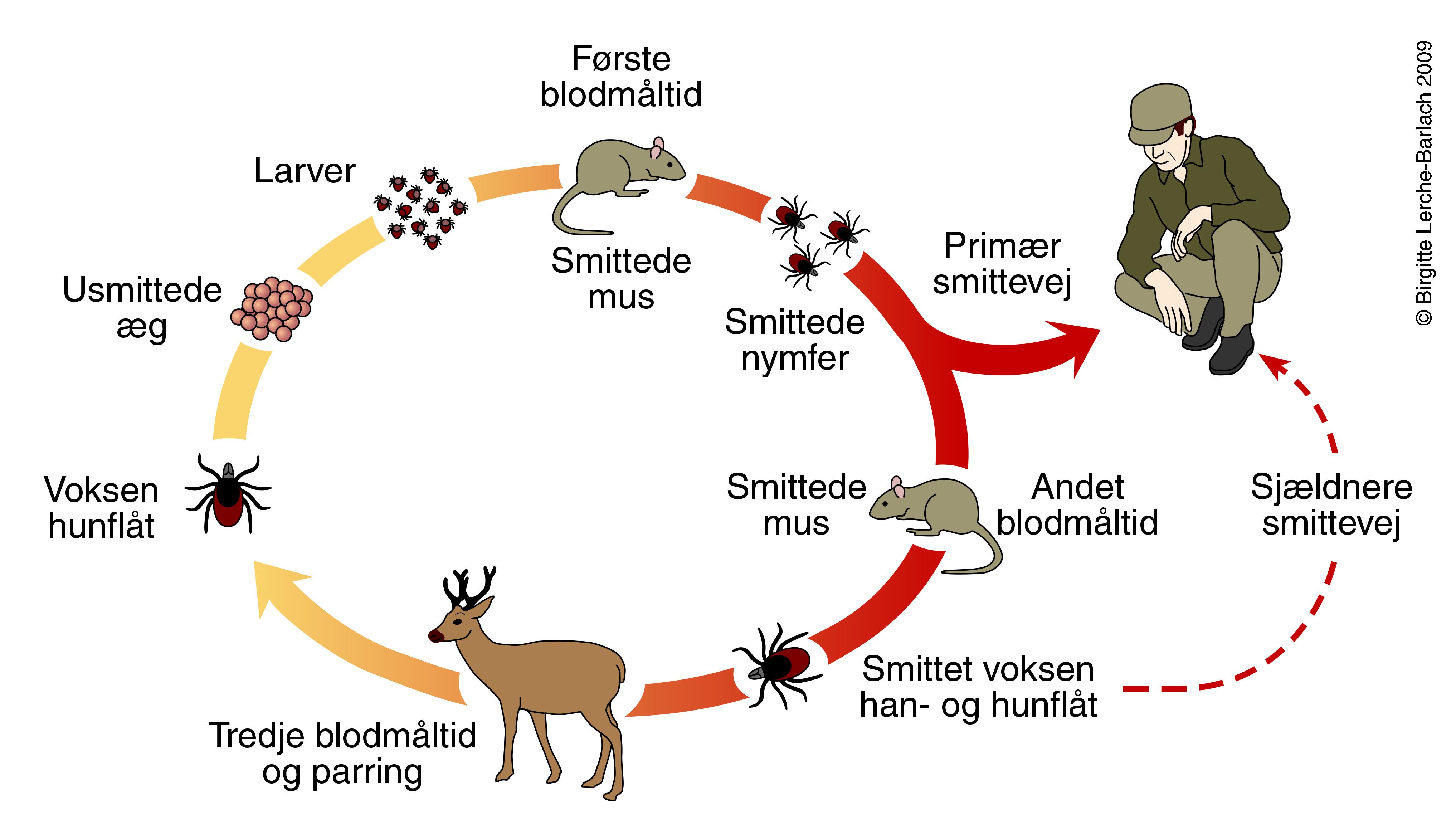 Flåtbid - Patienthåndbogen på sundhed.dk