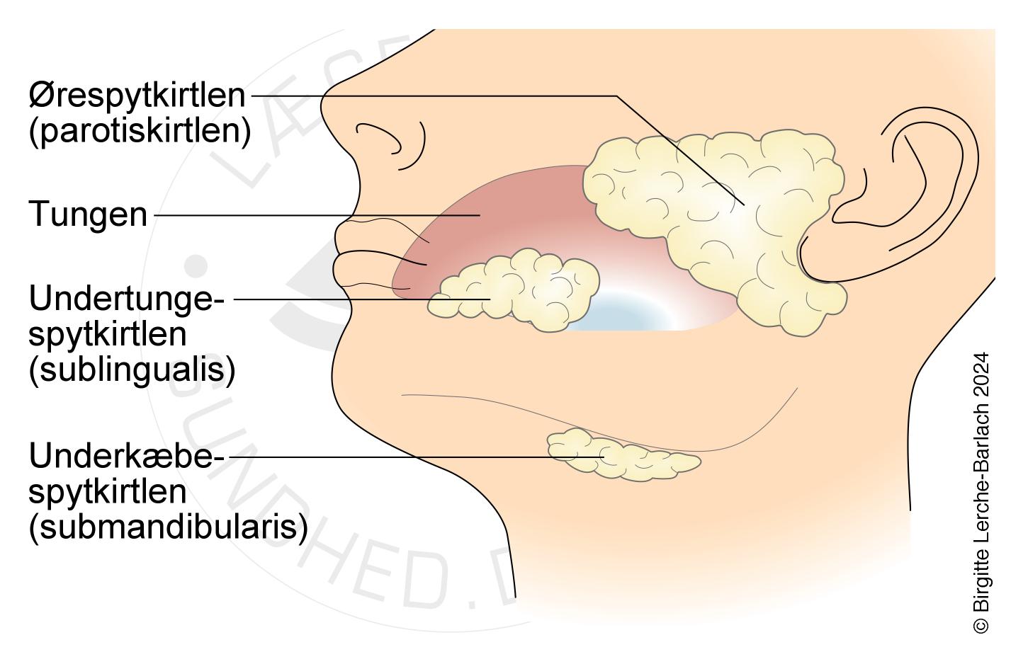 Spytkirtelbetændelse (sialoadenitis) - Patienthåndbogen på sundhed.dk