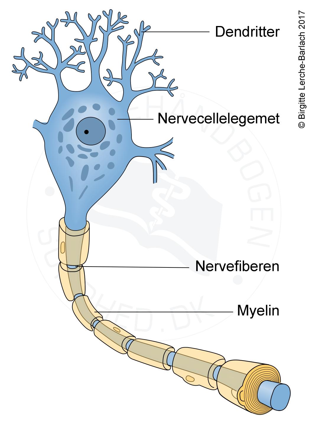 Nervecelle, myelinskede - Patienthåndbogen på sundhed.dk