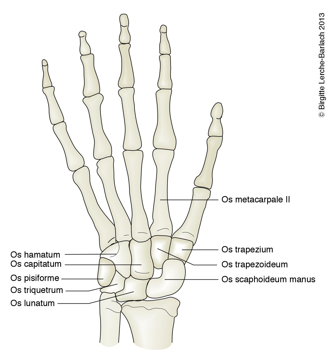 Håndens skelet set fra håndfladen - Patienthåndbogen på sundhed.dk