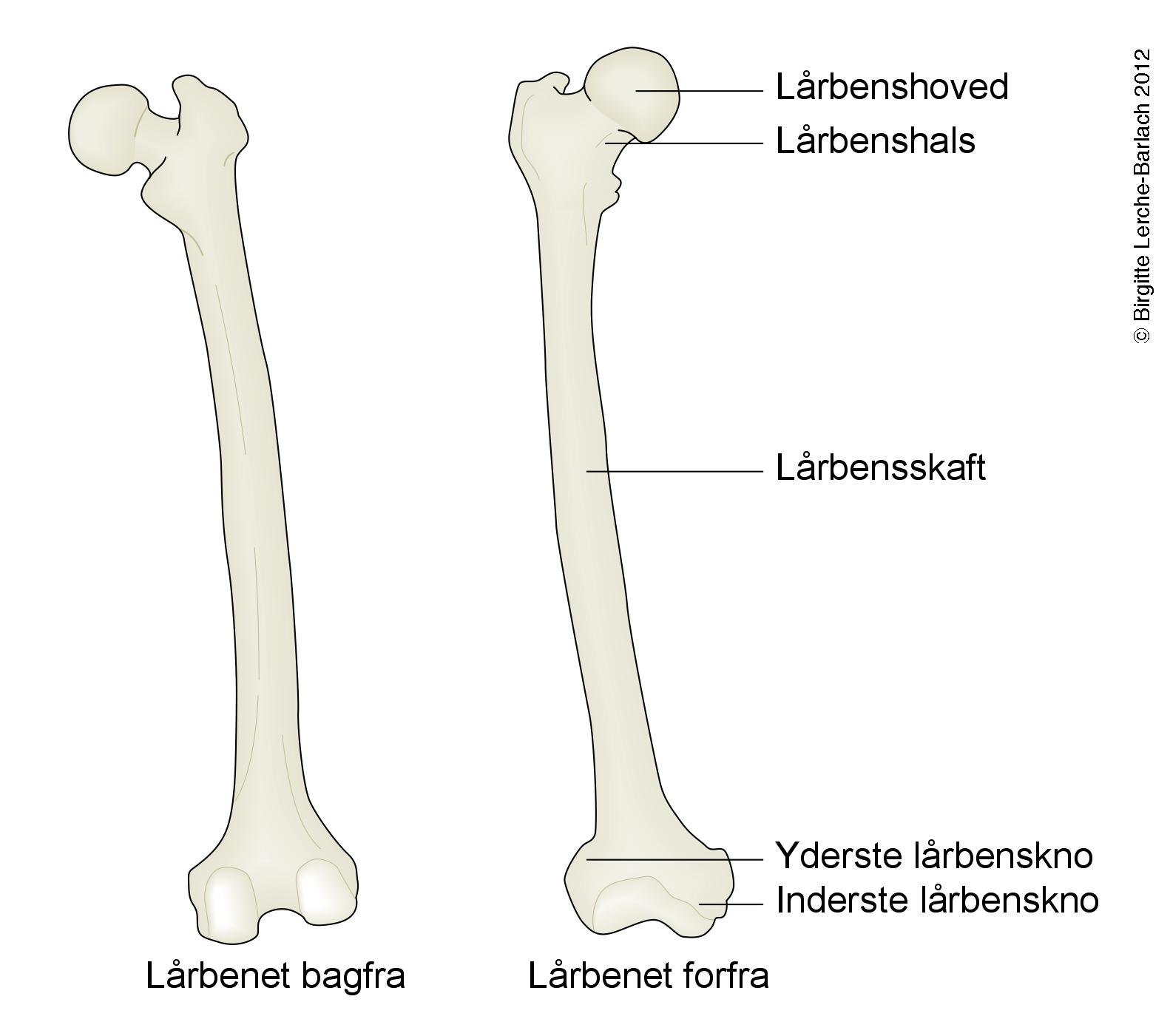 Femur (lårbensknogle) - Patienthåndbogen på sundhed.dk