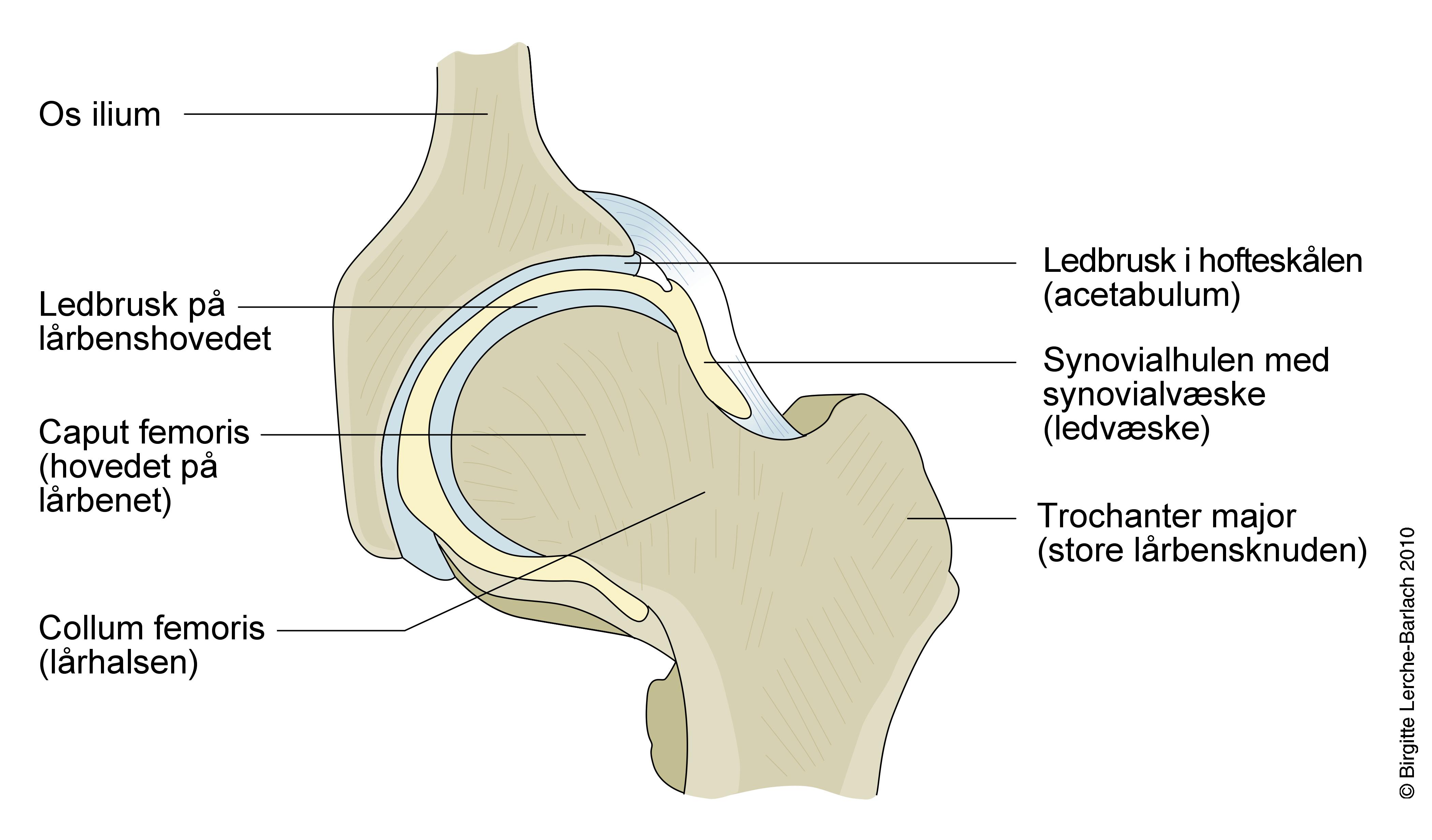 Hoften ude af led (hofteledsluksation) - Patienthåndbogen på sundhed.dk