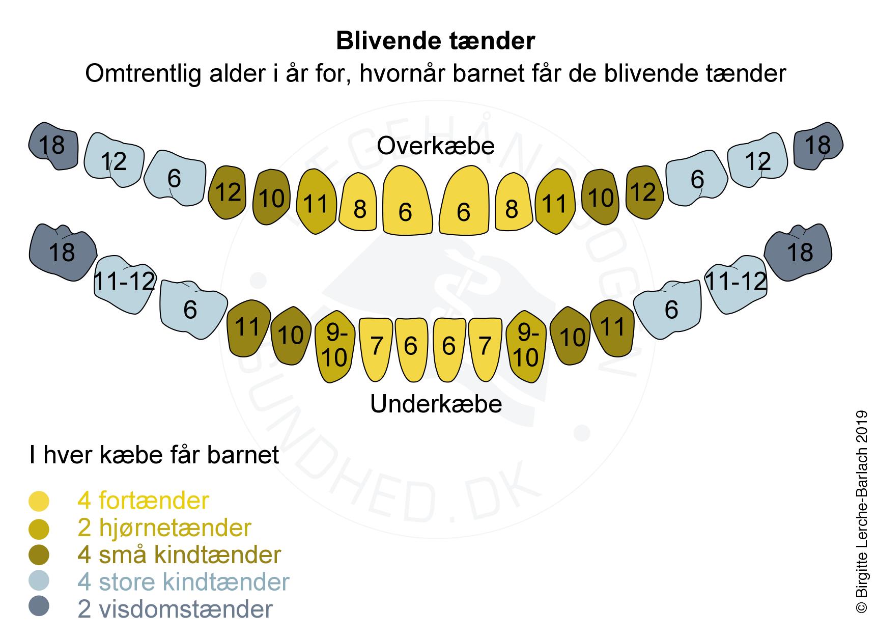 Tænder - Patienthåndbogen på sundhed.dk