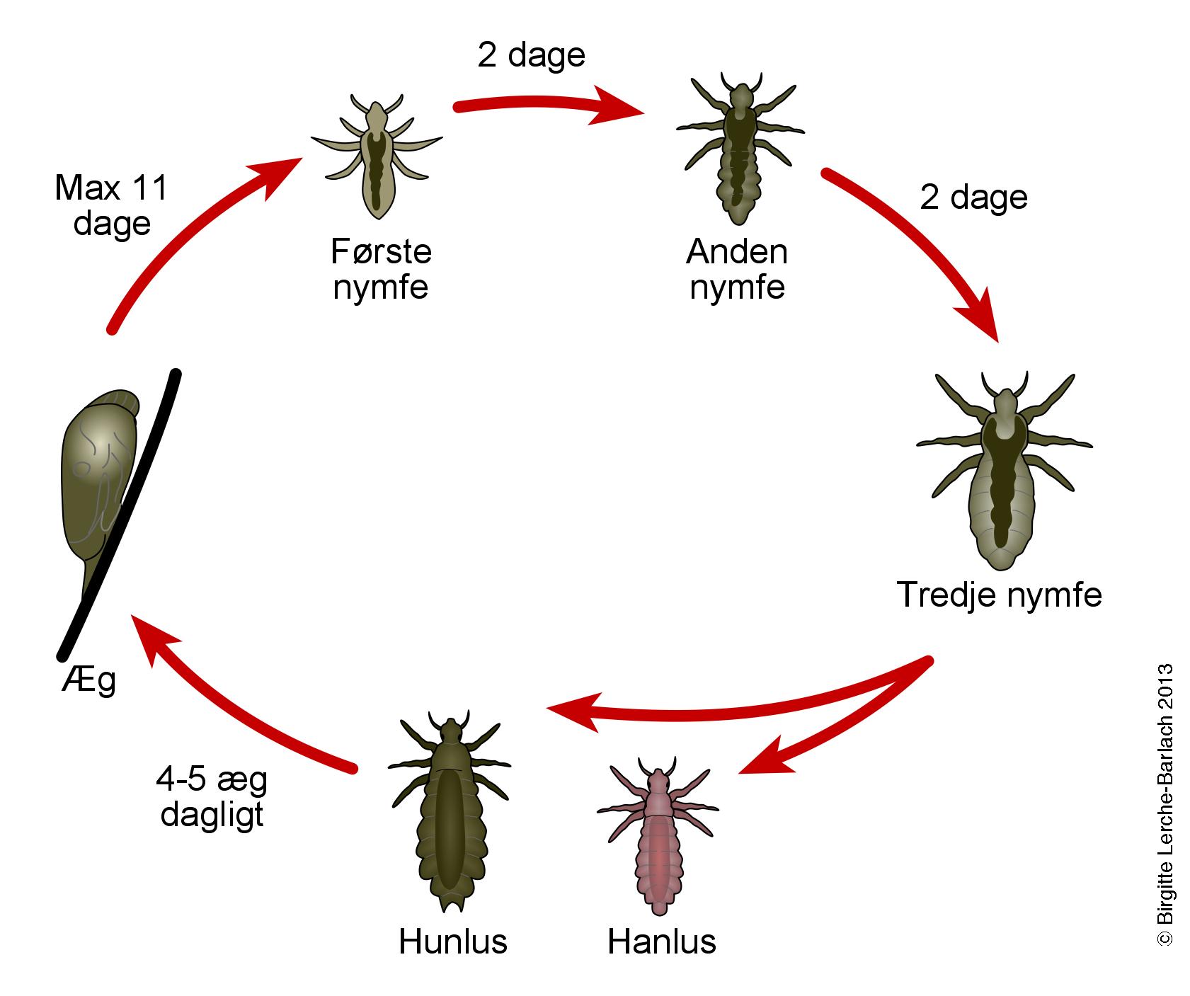 Lusens livscyklus - Patienthåndbogen på sundhed.dk