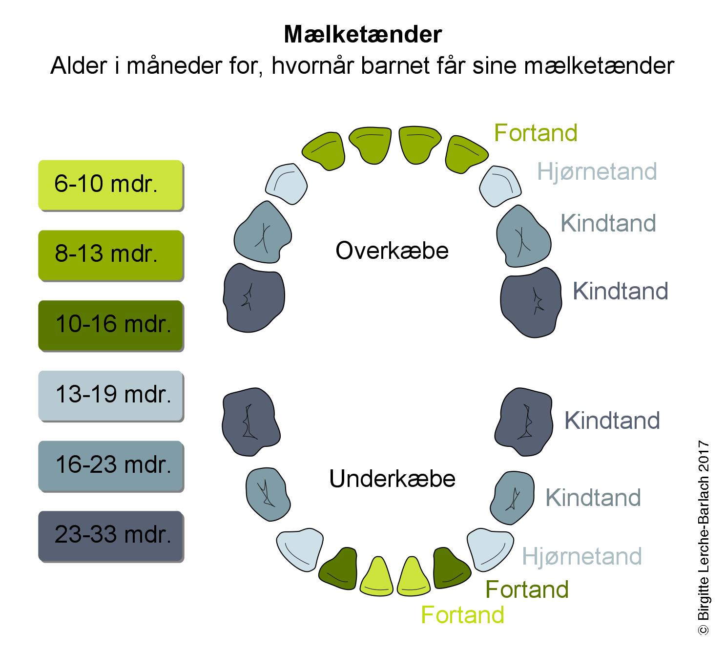 Barnets første tænder (mælketænderne) - Patienthåndbogen på sundhed.dk