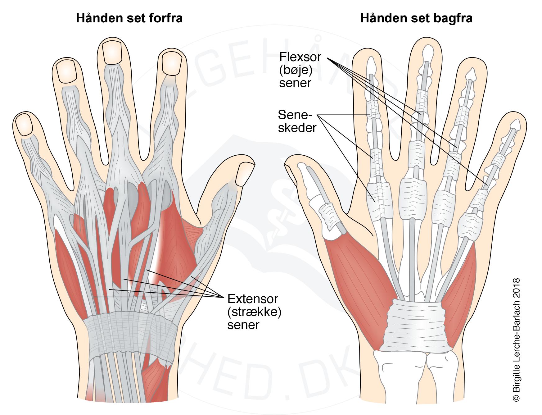 Flexorseneskader fingre - Lægehåndbogen på sundhed.dk