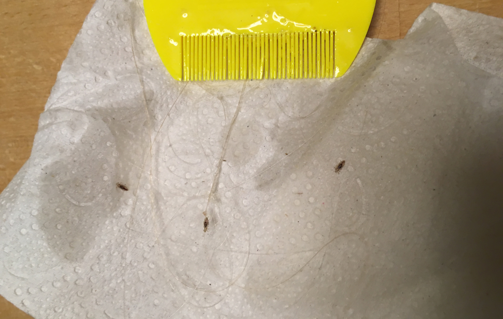 Lus - Patienthåndbogen på sundhed.dk